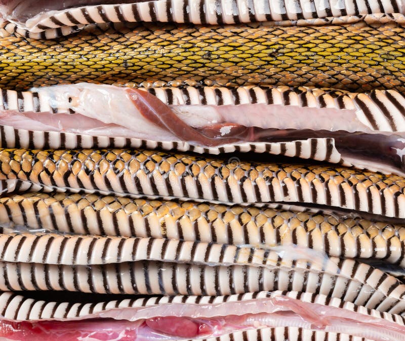 Cutout Snake Body with Eggs on Chop Board Stock Photo - Image of chop ...