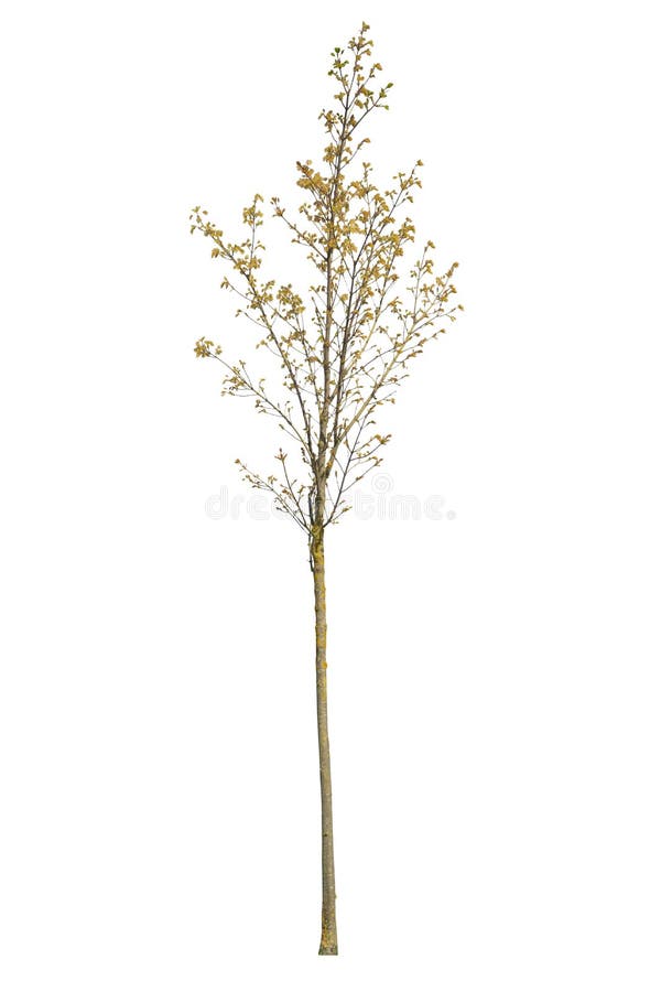 Isolated Spring Tree, Green Leaved Tree, Cutout Plant Stock Image ...
