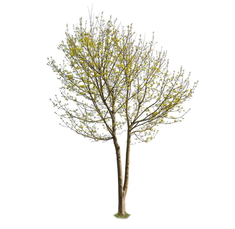 Cutout Tree, Maple during Spring Season Isolated on White Stock Image ...