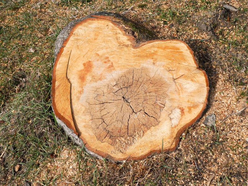 Cutout Tree Trunk in Spring Time Stock Photo - Image of high, firewood ...