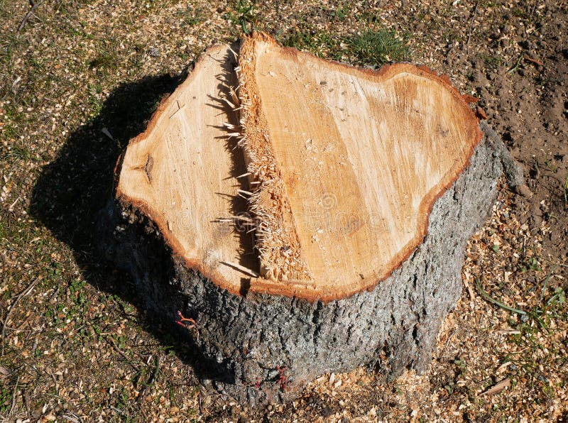 Cutout Tree Trunk in Spring Time Stock Photo - Image of lumber, trunk ...