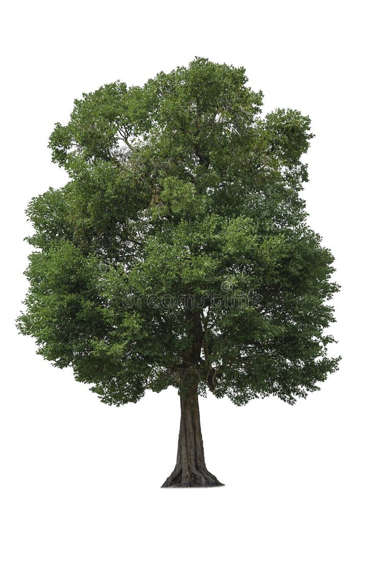 36,019 Cutout Tree Stock Photos - Free & Royalty-Free Stock Photos from ...