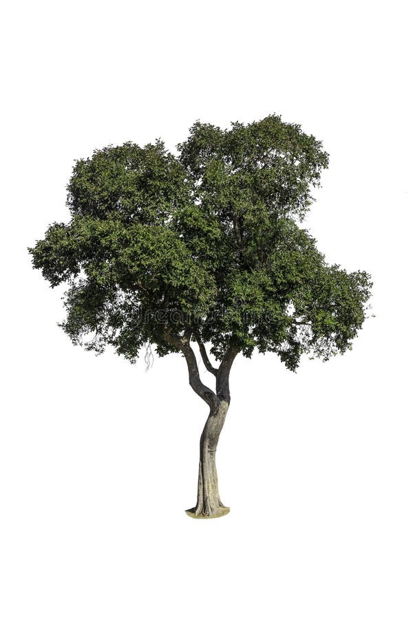 Cutout Tree for Use As a Raw Material for Editing Work. Isolated ...