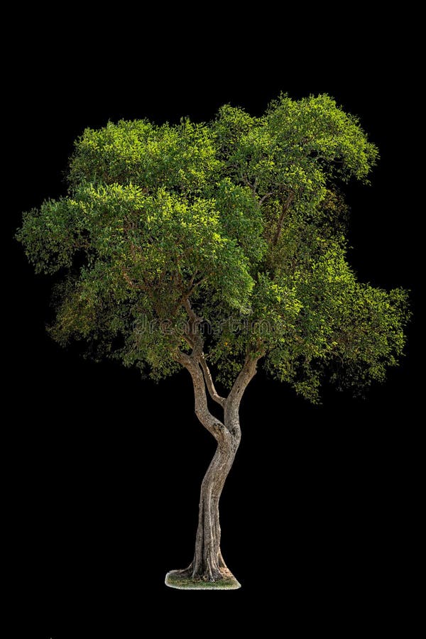 Cutout Tree for Use As a Raw Material for Editing Work with Copy Space ...