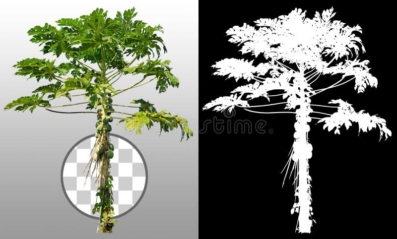 Cutout Tropical Tree Whith Coconuts. Jungle Tree Stock Photo - Image of ...