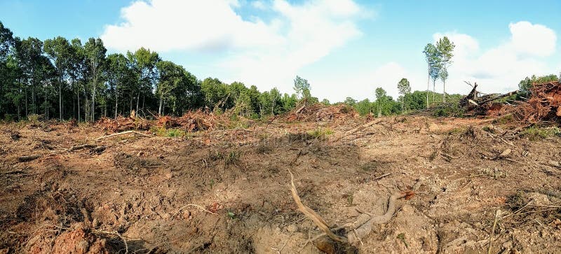 Cutover stock photo. Image of clearing, land, construction - 126190354