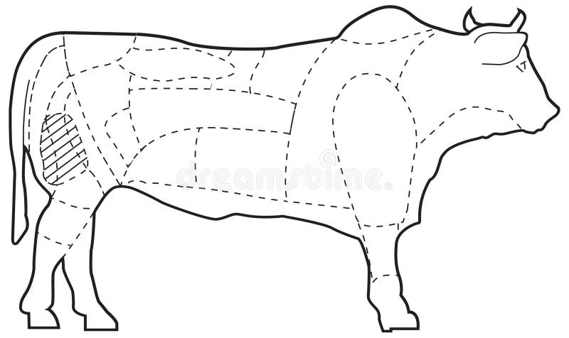 Cuts of beef illustration stock vector. Illustration of ribs - 1293819