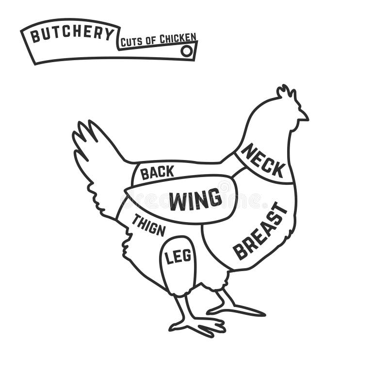 Cuts of Chicken Butcher Diagram Stock Vector - Illustration of ...