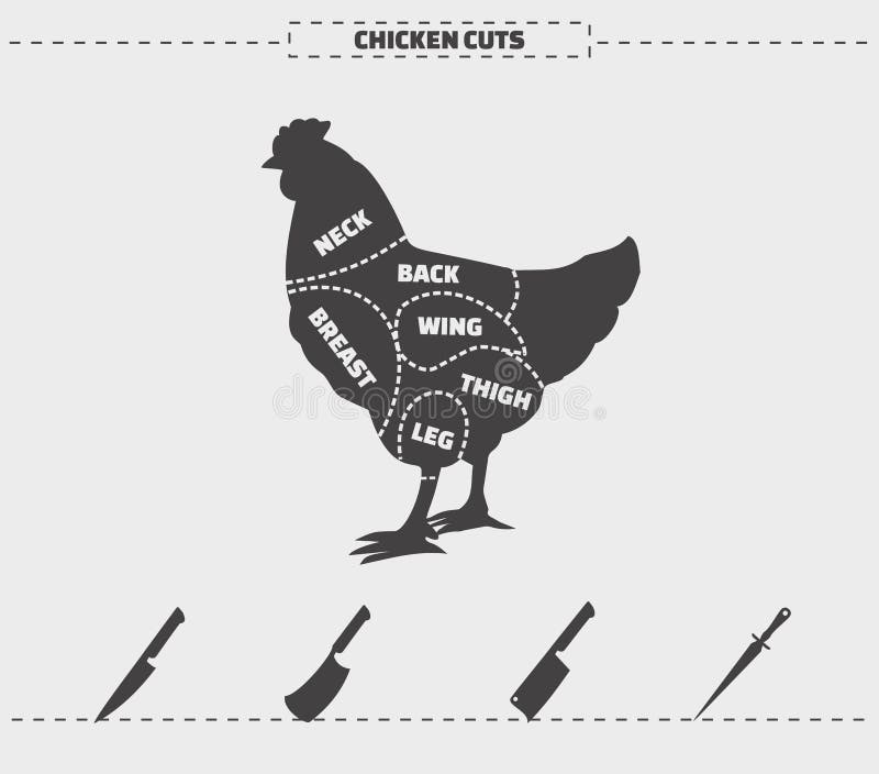 Cuts of Chicken. Vector Illustration. Stock Vector - Illustration of ...