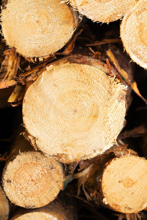 Pine Wood in a Stack of Logs Stock Photo - Image of bark, round: 158485268