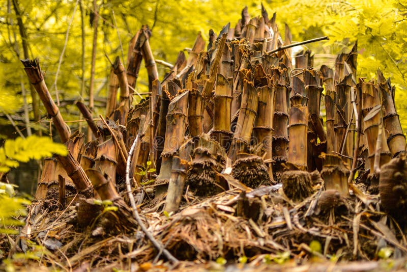 Cutted bamboos stock image. Image of save, trees, brown - 99209037