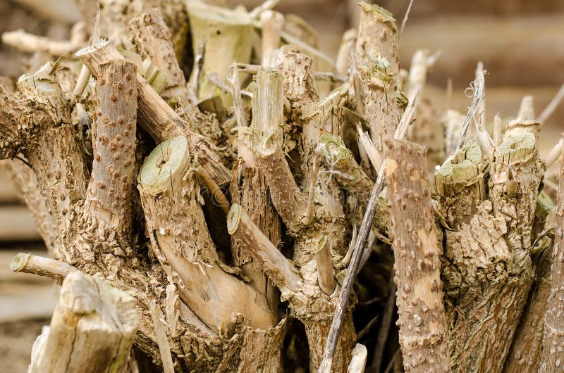 Cutted dead bush branches stock photo. Image of enviroment - 60964806