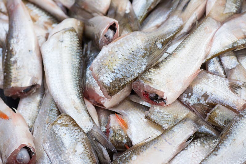 Cutted Head Fish for Cooking. Stock Image - Image of ingredient, dead ...