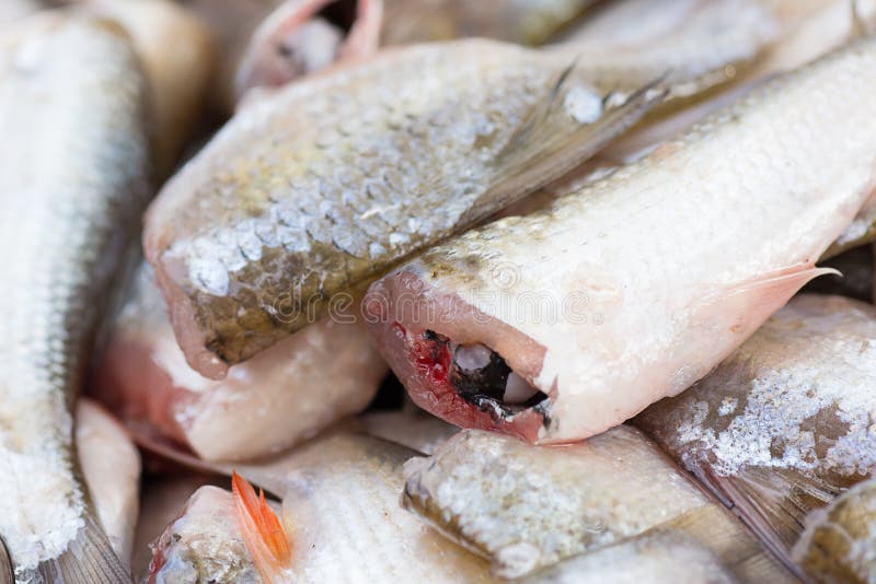 Cutted Head Fish for Cooking. Stock Image - Image of ingredient, dead ...
