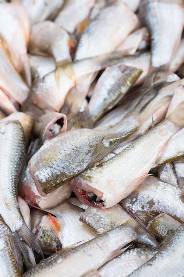 Cutted Head Fish for Cooking. Stock Image - Image of ingredient, dead ...