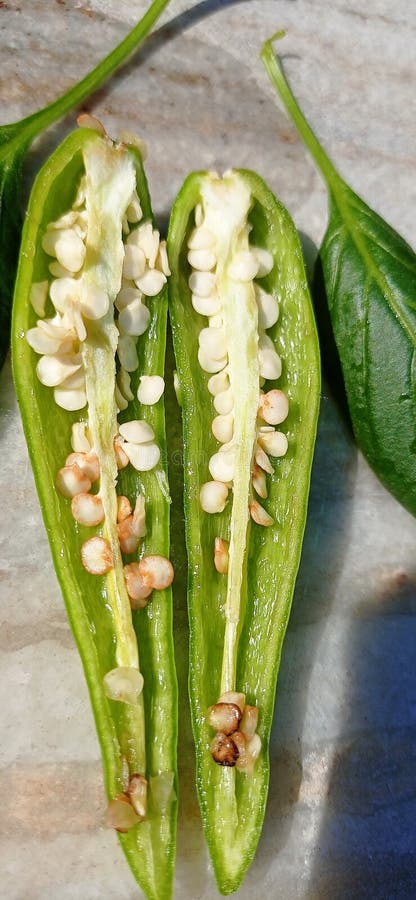 Jelapino Stock Photos - Free & Royalty-Free Stock Photos from Dreamstime