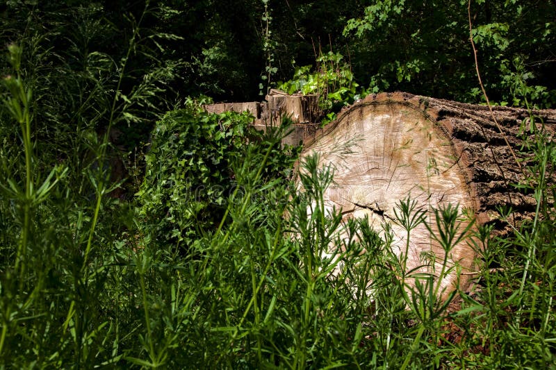 Cut Logs at the Edge of the Forest Stock Image - Image of environment ...