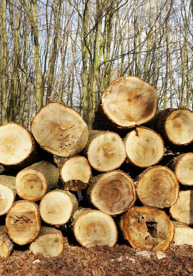 Cutted wood stock image. Image of tree, lumber, nature - 14430291