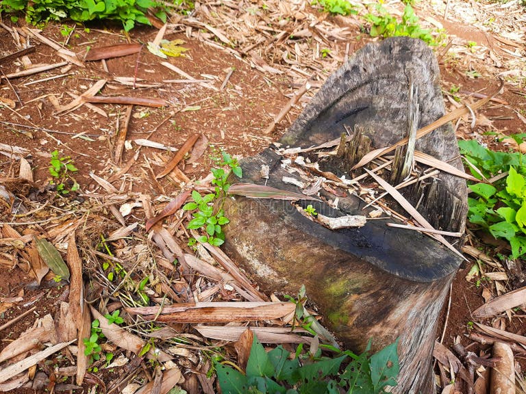 A cutted off tree plants stock image. Image of grass - 208568749