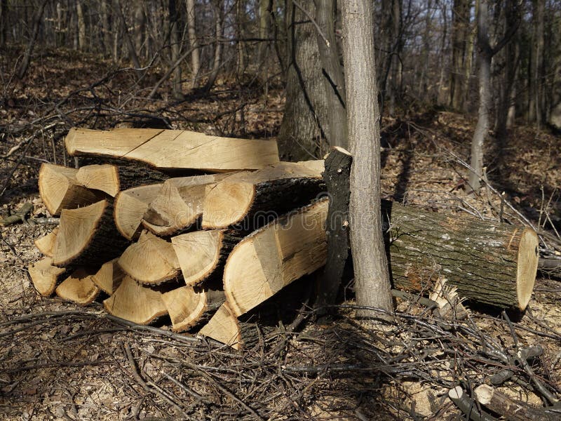 Cutted Timber Tree Trunks in the Flanders Forest Autumn Stock Image ...