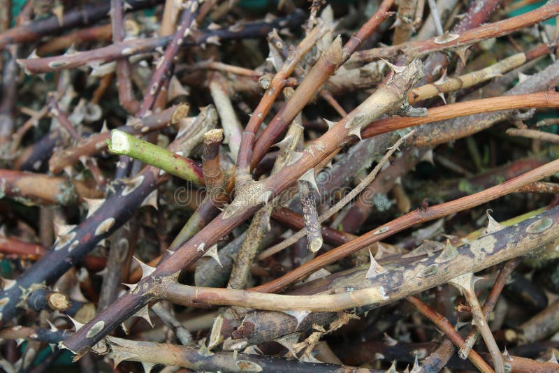 Cutted Roses after the Winter Stock Photo - Image of macro, plant ...