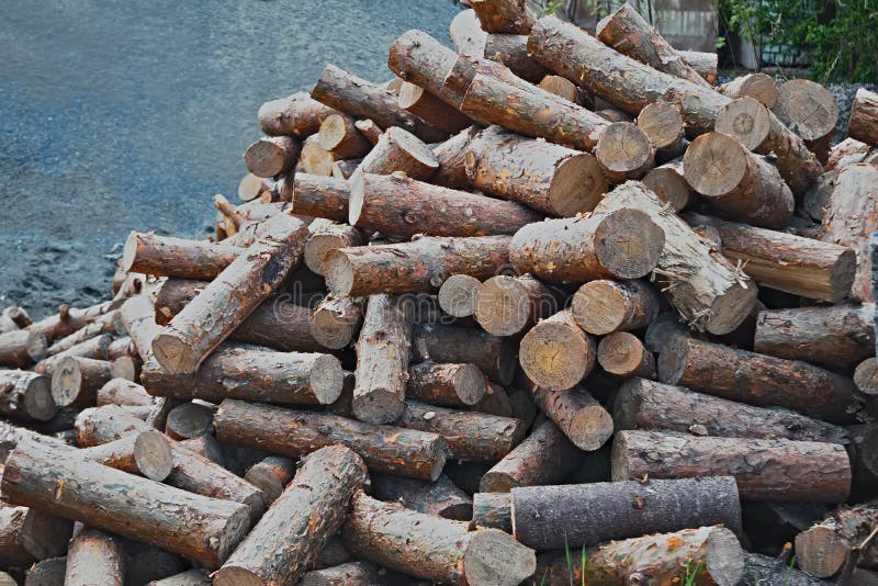 Cutted and Stacked Pine Trees. Stock Image - Image of fuel, rough ...