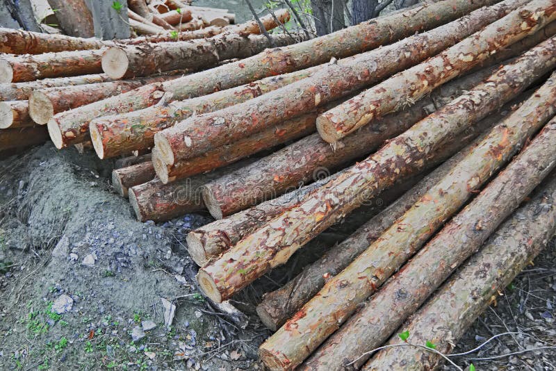 Cutted and Stacked Pine Trees. Stock Image - Image of circle, logging ...