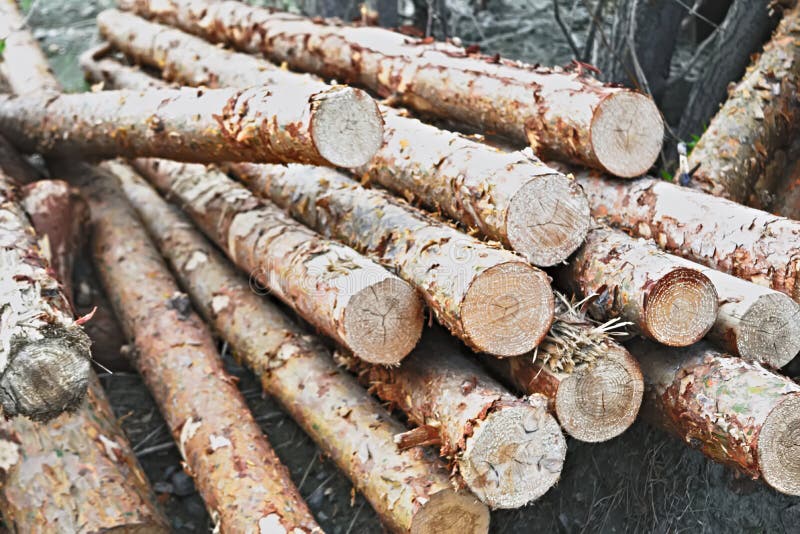 Cutted and Stacked Pine Trees. Stock Photo - Image of renewable, nature ...