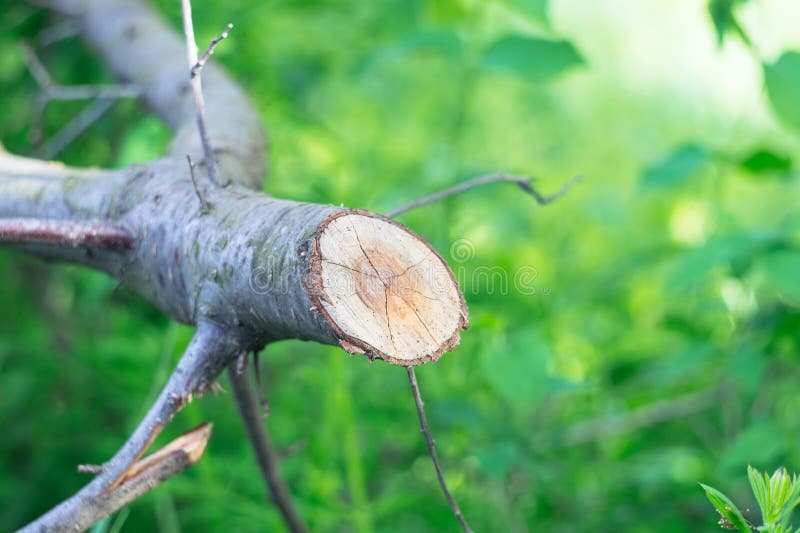 Cutted tree branch stock image. Image of forest, concentric - 95145885