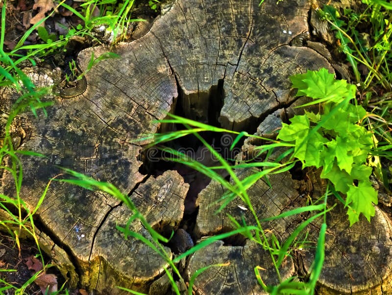Cut Tree Trunk with Growing Grass Stock Photo - Image of branch, trunk ...