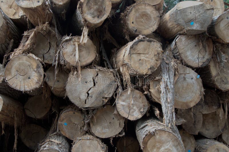 Cutted Tree Logs Detail Front View Stack Stock Image - Image of marked ...