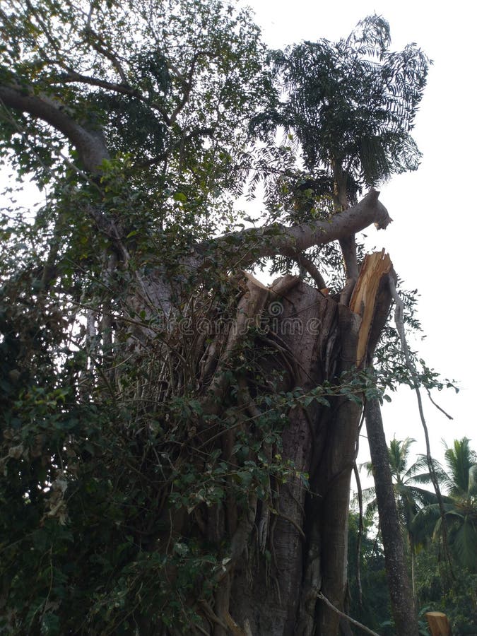 Cutted tree stock photo. Image of kerala, india, tree - 131573786