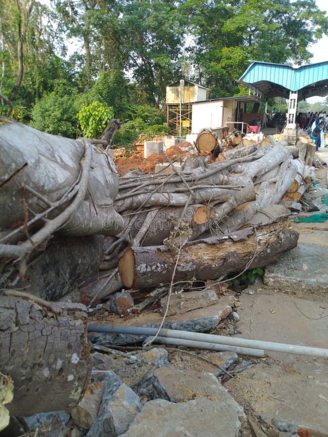 Cat stock image. Image of tree, india, kerala, playing - 163442491