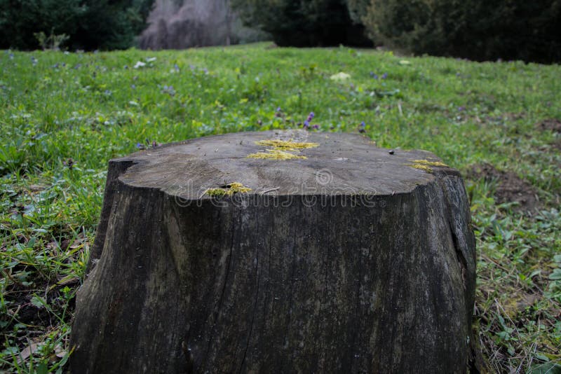 Cutted tree stock photo. Image of bark, ecology, chopping - 31976572