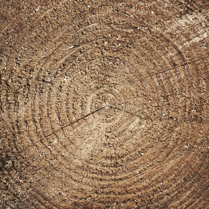 Cutted Tree Trunk, Close-up Stock Image - Image of organic, material ...