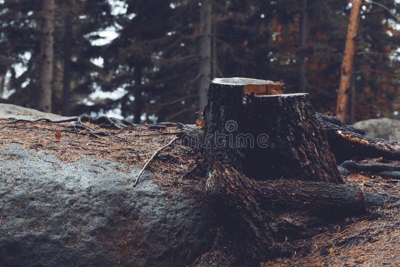 Cutted tree stock photo. Image of bark, ecology, chopping - 31976572