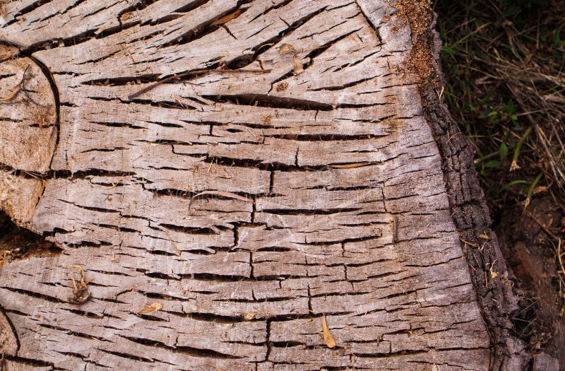 Cutted tree trunk stock photo. Image of history, background - 43345640