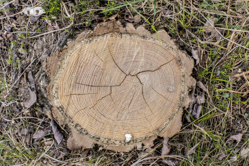 Cutted tree trunk stock image. Image of ring, plant, concentric - 68554945