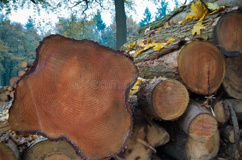 Cutted tree trunks stock image. Image of cross, lumber - 56958271
