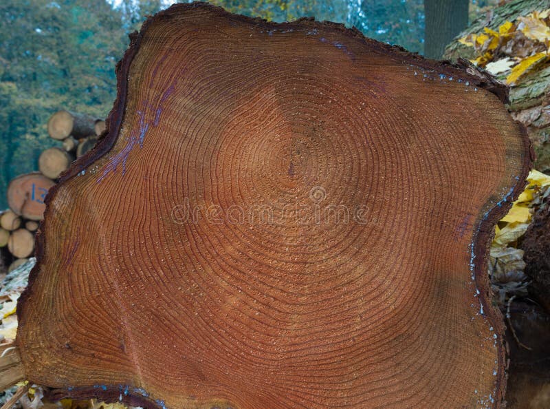 Cutted tree trunks stock image. Image of circle, lumber - 56958249