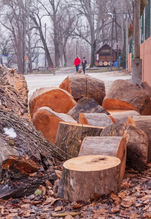 Cutted Tree Trunks on Walkway Stock Photo - Image of color, outside ...