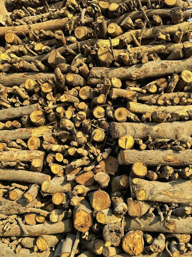 Cutted Tree Wood at Manikarnika Ghat or Smashan Ghat , Varanasi Stock ...