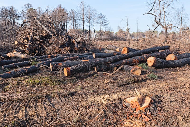 Cutted tree stock photo. Image of bark, ecology, chopping - 31976572