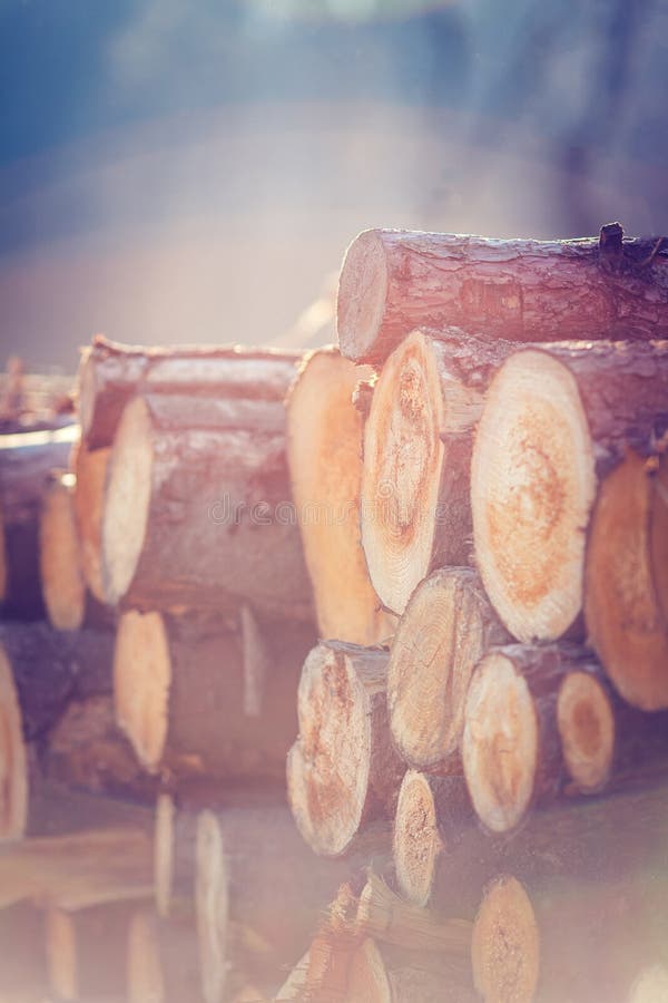 Cutted trees stock image. Image of nature, deforestation - 39363145