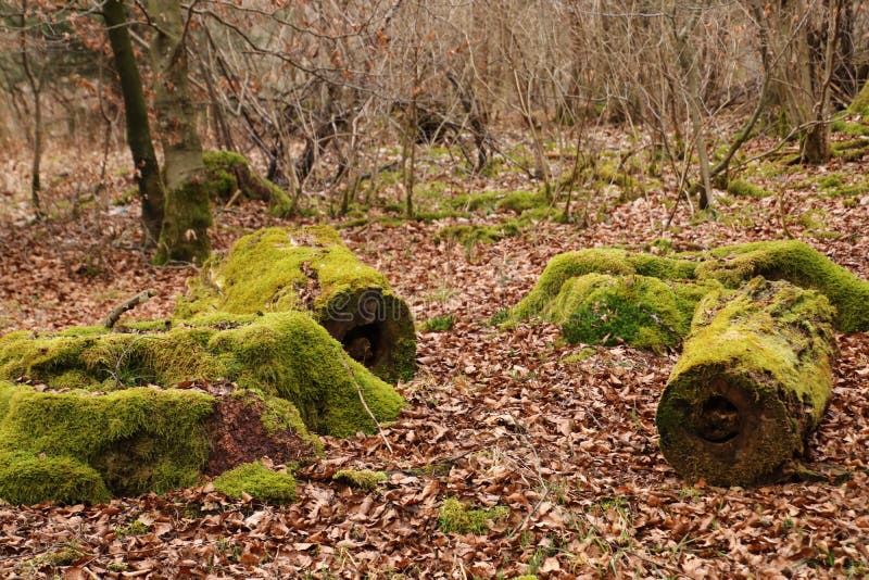 Cutted trees stock image. Image of stem, trees, forest - 89755135