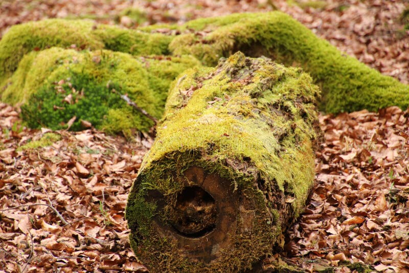 Cutted trees stock image. Image of stem, trees, forest - 89755135