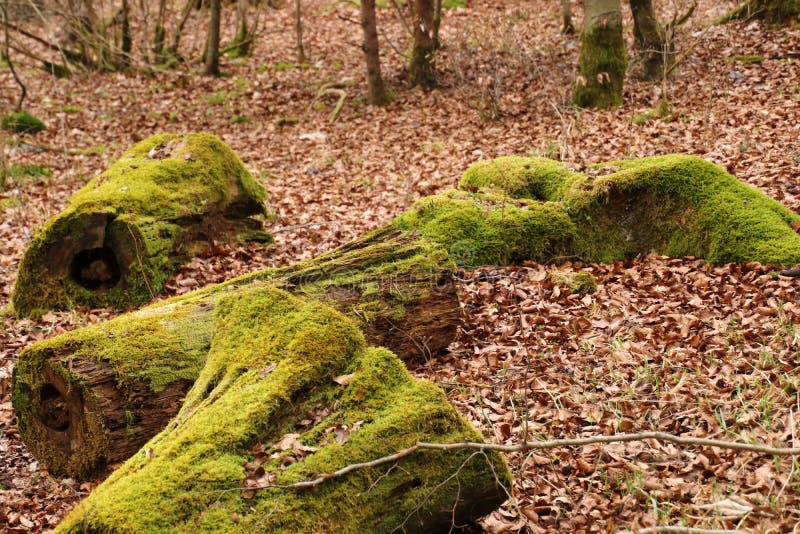 Cutted trees stock photo. Image of chlorophyll, trees - 89755182