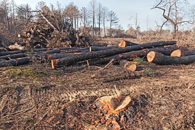 Cutted trees stock image. Image of chop, cutted, stacked - 43960187