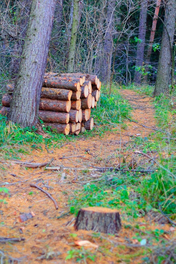 Cutted trees in forest stock photo. Image of cutted - 364632900