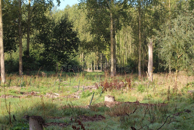 Cutted trees stock photo. Image of bushes, nature, grass - 78551630